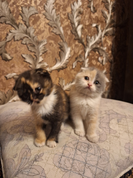Шотланский вислоуха
