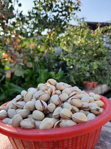 Handon Pista koʻchatlari!