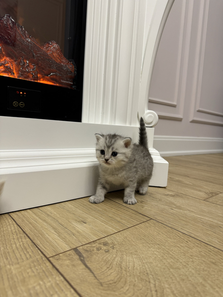 Милые котята
