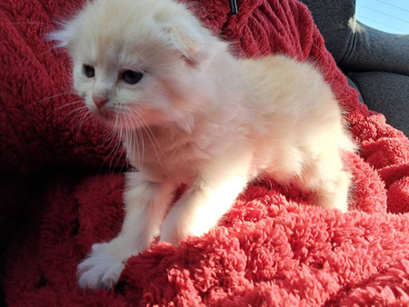 Продам вислоухого котенка, мальчик.