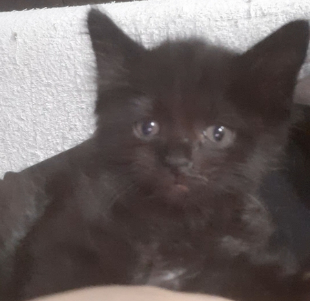 Сладкий котёнок мальчик в хорошие ручки