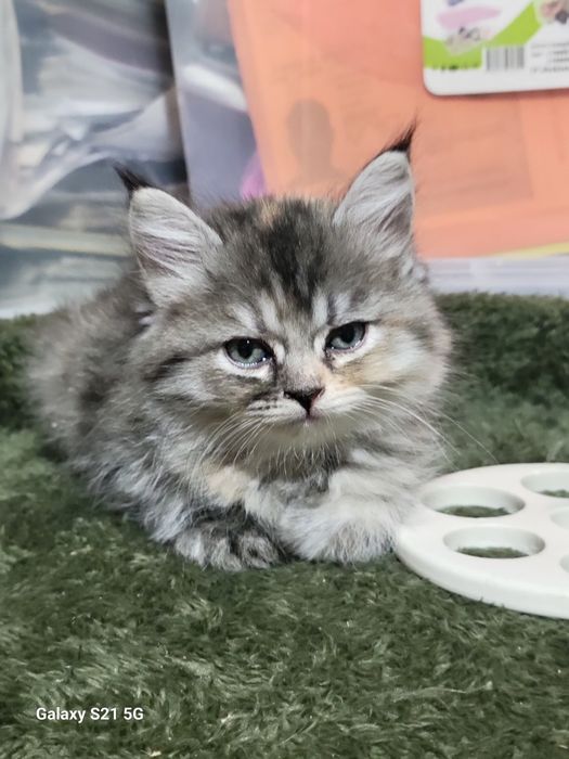 Срочно  котенок в добрые руки!