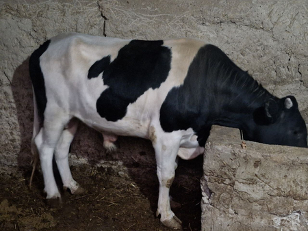 Zottor buqa (buqa)