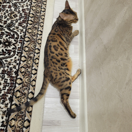 Bengalski mushuk