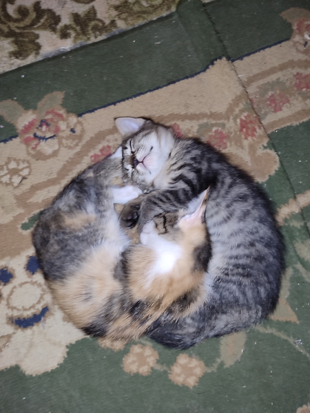 Отдам котят в хорошие руки