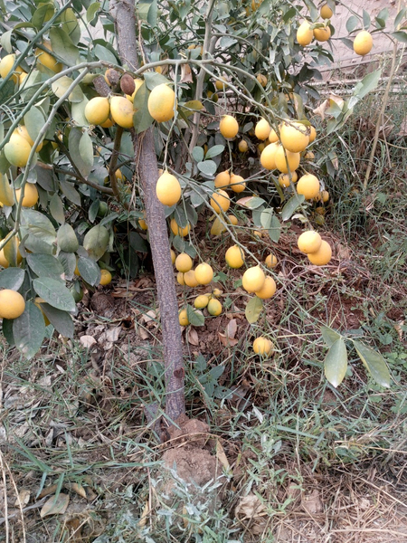 Limon mevasi sotiladi