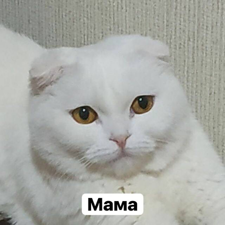Продаются котята  скотишфолд и страйт