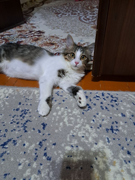 Пристраивается в добрые руки