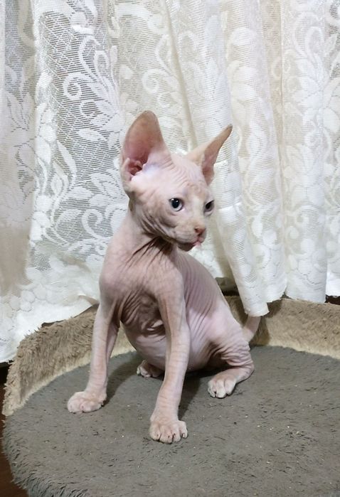 Срочно продаются котята