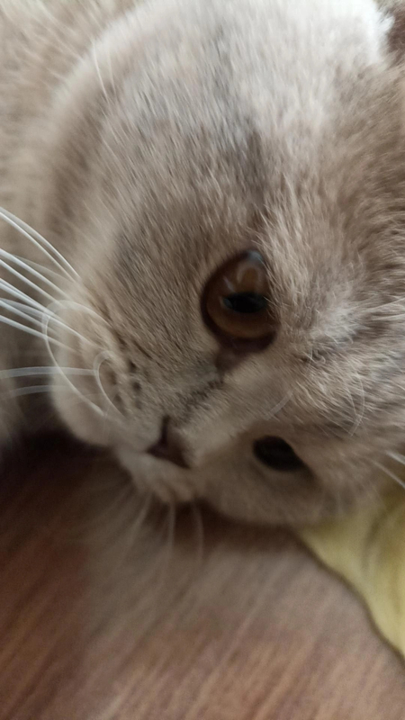 Кошка и котенок мальчик и девочка