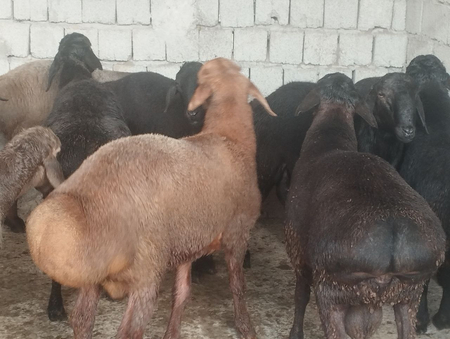 Quchqor kuy 40-45 kiloli aniqigini qosaob bn kurasila