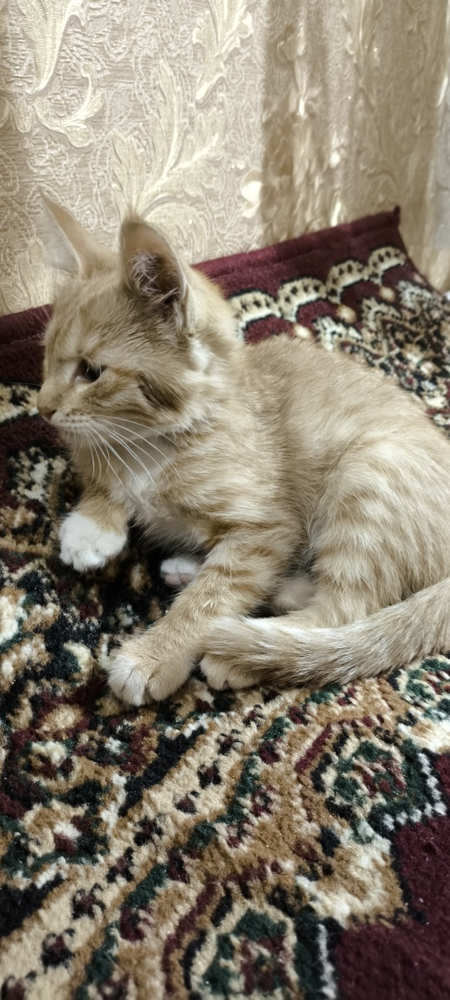 2 oylik Mushulchala