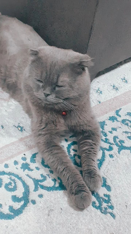 Vyazka Uchun skotiw fold
