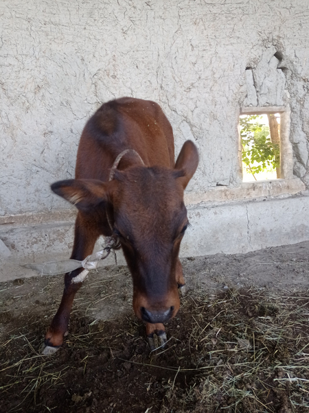 Toʻrtinchi qorin bolasi urgʻochi 7-8 ltr suti bor
