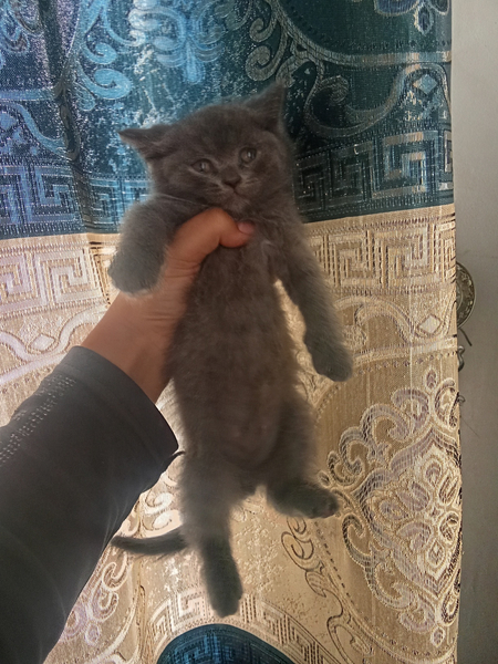 Продается кошка скотиш фолд и скотиш страйд