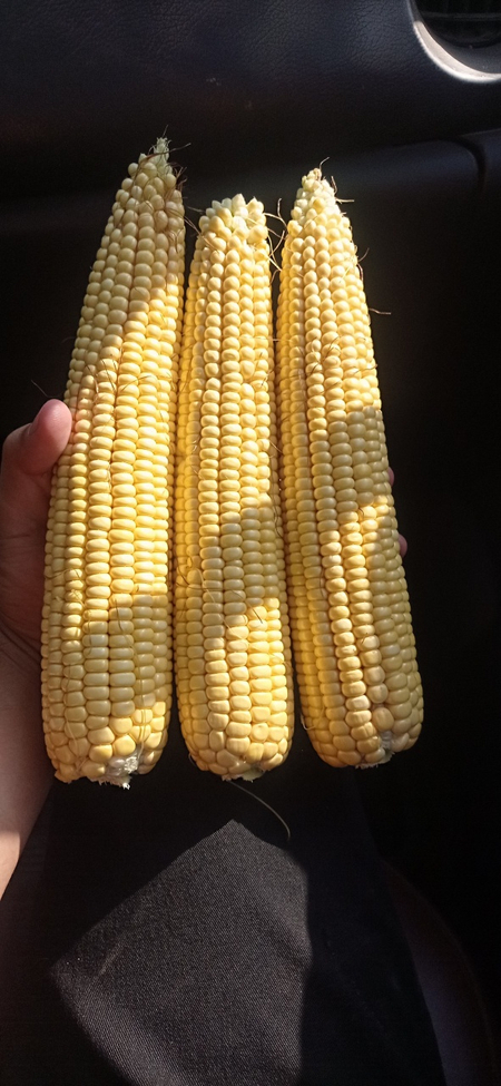 Silos joʻxori 400 soʻmdan