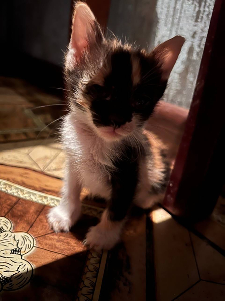 Бесплатно котята в добрые руки