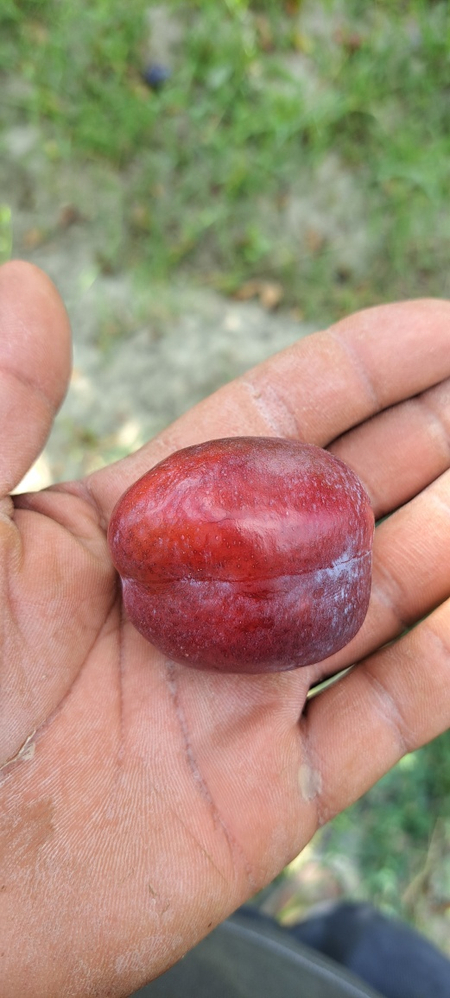 Qaroli sotiladi mazzali