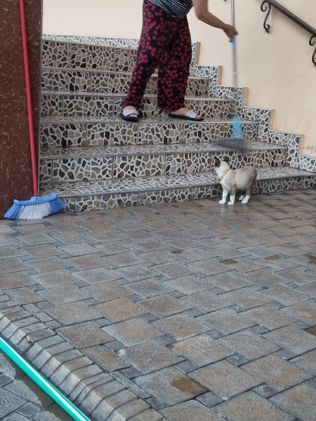 Siamskiy mushu sotiladi
