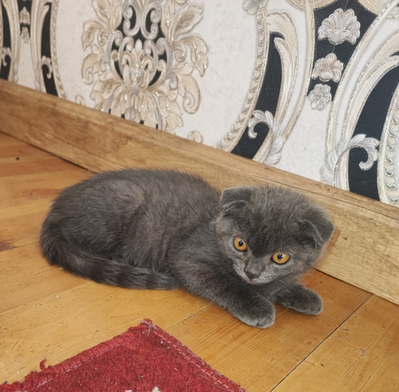 Продаются шотландские девочки фолд и страйт