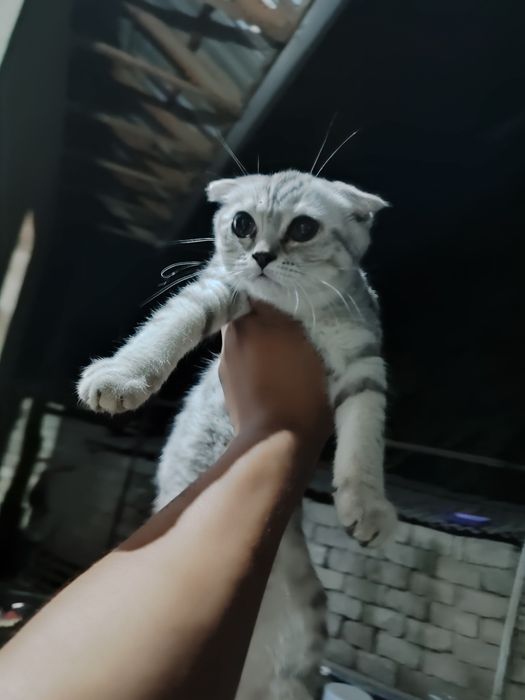 Кошки один британский скодиш страйт втарое шеншила скодиш фолд