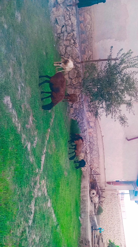 Qoʻy qoʻchqorlar sotiladi narxi arzon