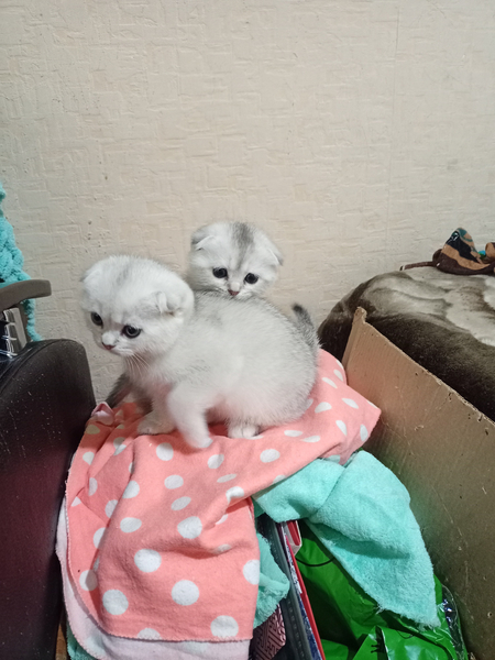 Продаются котята