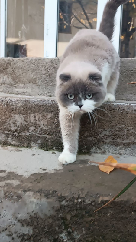 Mushuk britanski