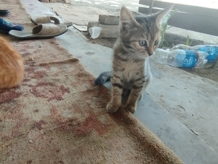 Sog'lom va aqlli Mushukchalar