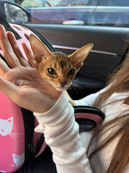 Котята Абиссинской породы
