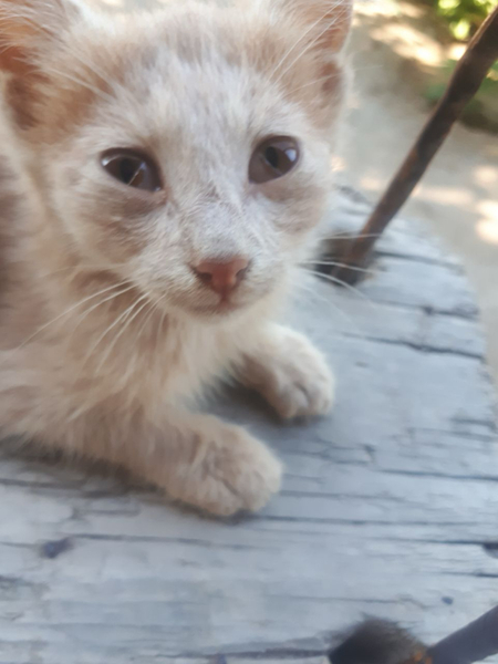 Котята Бесплатно