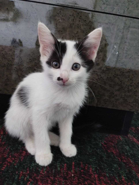 Котята в хорошие руки