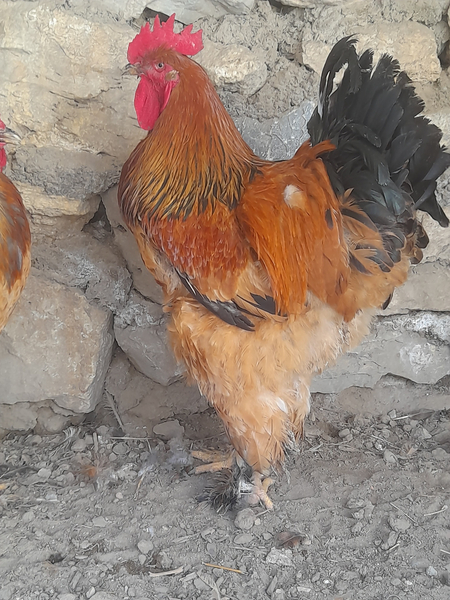 Barama xuro'zlari