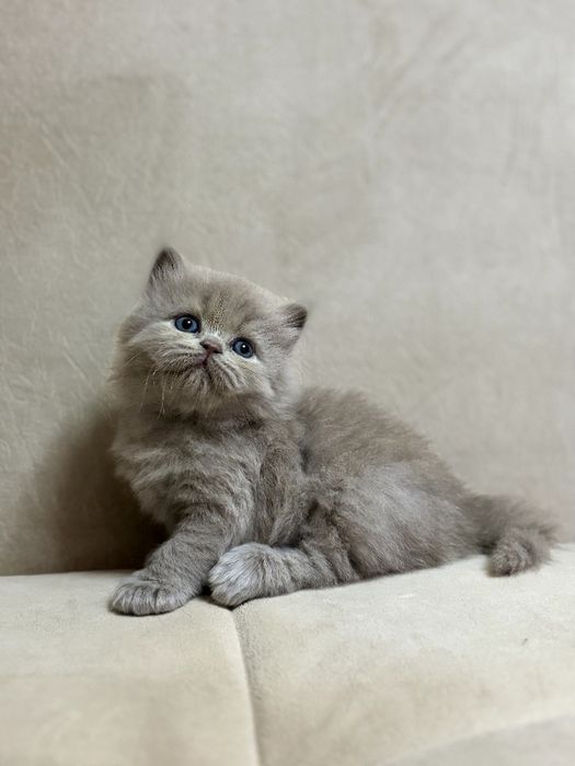 Чистокровные котята британской породы!