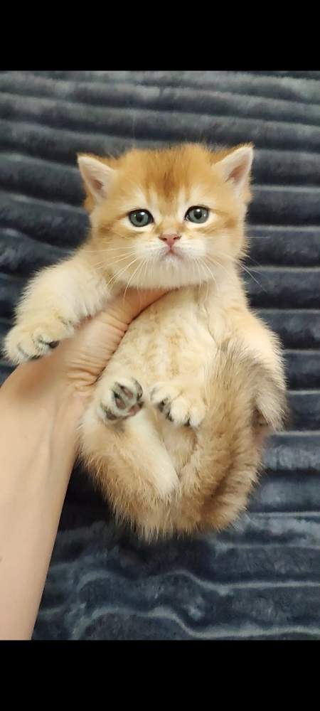 Золотая шиншилла