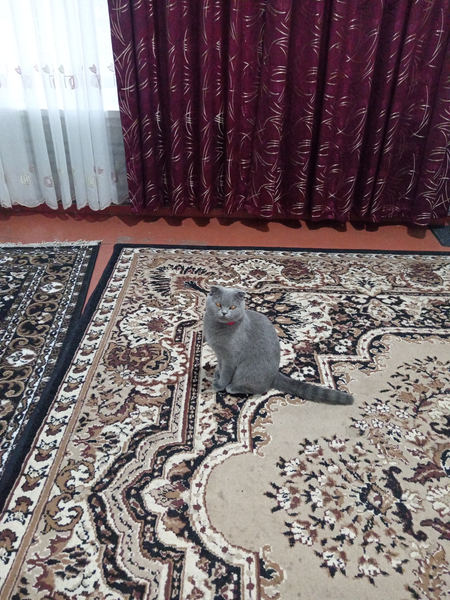 Кошка британской домашней