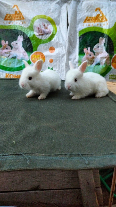 Mini Karlik Quyonchala sotiladi. Мини декоративные карликовые кролики