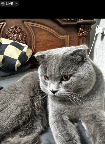Пропал кот по кличке Коки