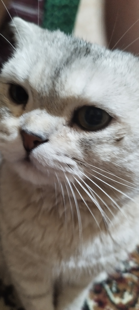 Вязка скоттиш фолд