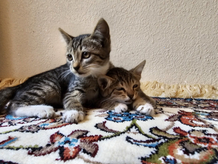 Котята необычного цвета