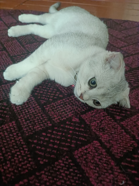 Продаётся кошечка