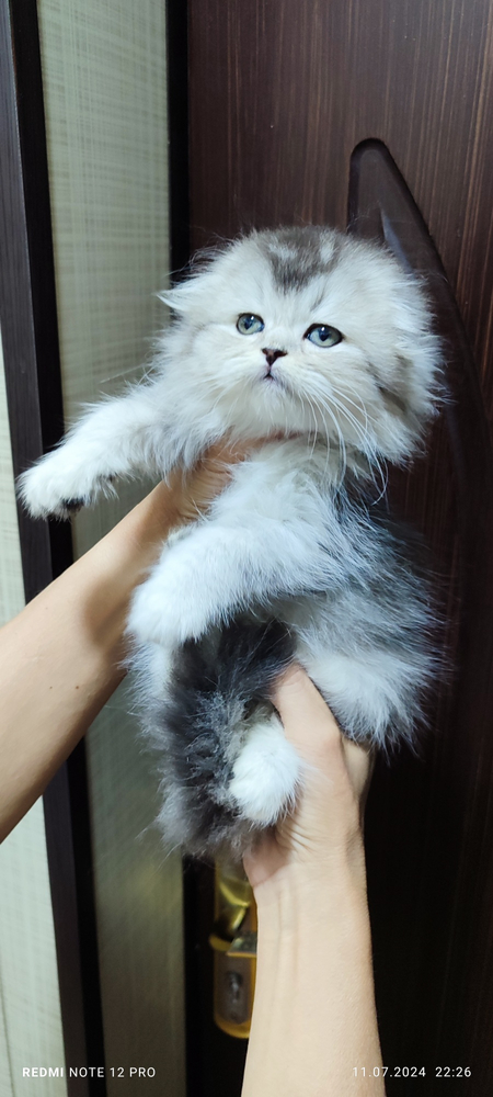 Продаются котята, порода шотландская, скоттиш фолд и скоттиш страйт.