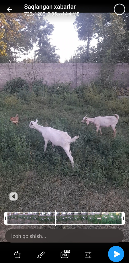 Echki 6 oyli urg\\\'ochi sotiladi