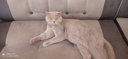 Scottish fold qiz