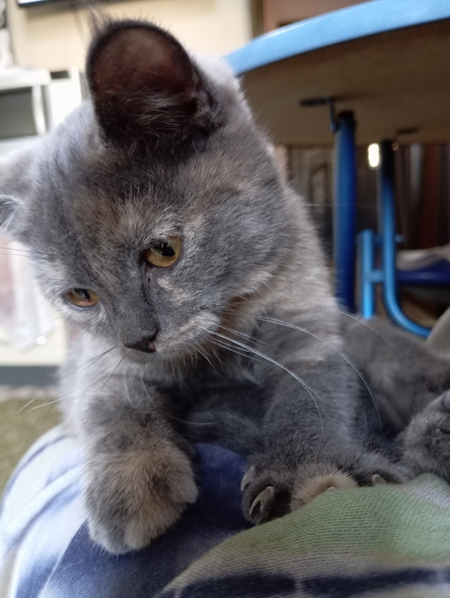 Котенок девочка в дом