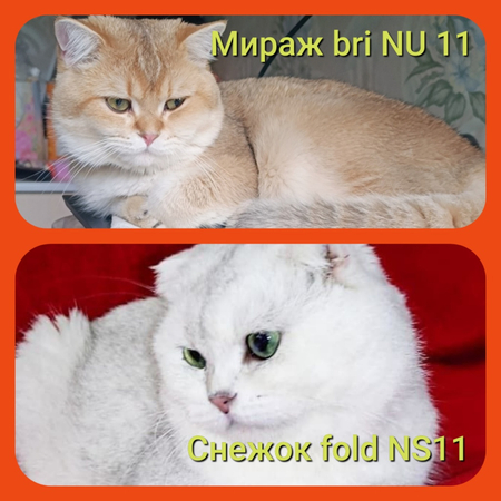 Вязка кот Золотой шиншилла NU12