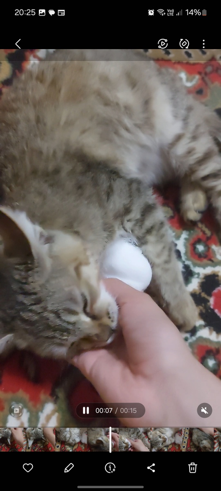 Отдам котенка в добрые руки