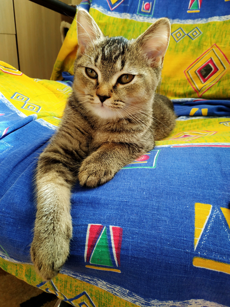 Котята Шотландские Шиншиллы