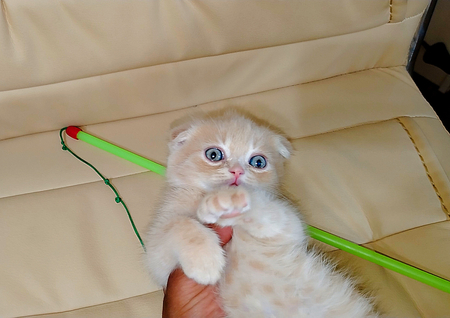 Шотландская шотландский котенок