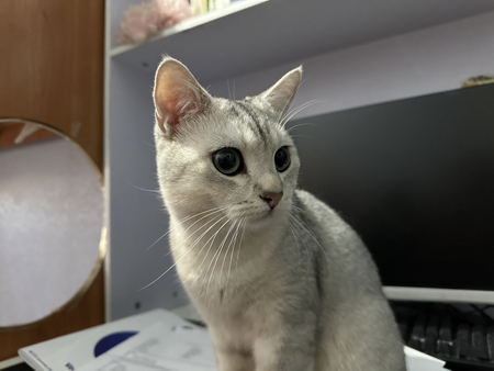 кот серебристая шиншилла